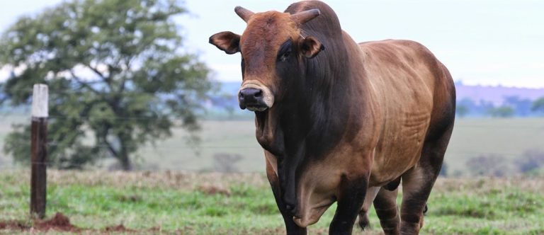 Touro Bipolar: Conheça a Rotina Dessa Estrela do Rodeio | Blog Rodeo West