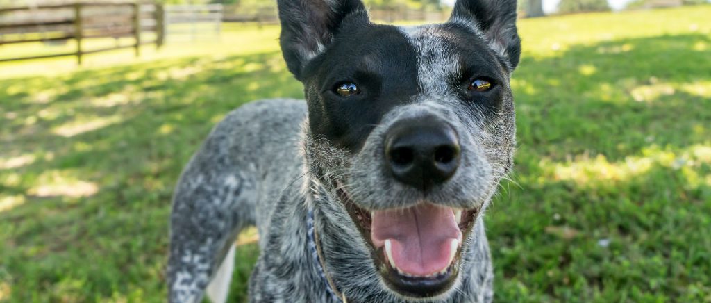 Curiosidades sobre o Blue Heeler, o cachorro perfeito para fazenda ...