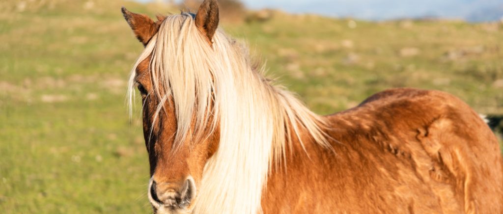 Acessórios para cuidar da crina de seu cavalo | Blog Rodeo West