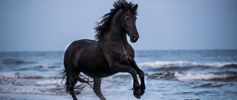 Cavalo Frísio - Conheça algumas curiosidades | Blog Rodeo West
