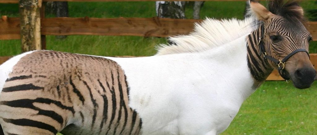 Zebralo: animal híbrido do cruzamento de zebra com cavalo | Blog Rodeo West