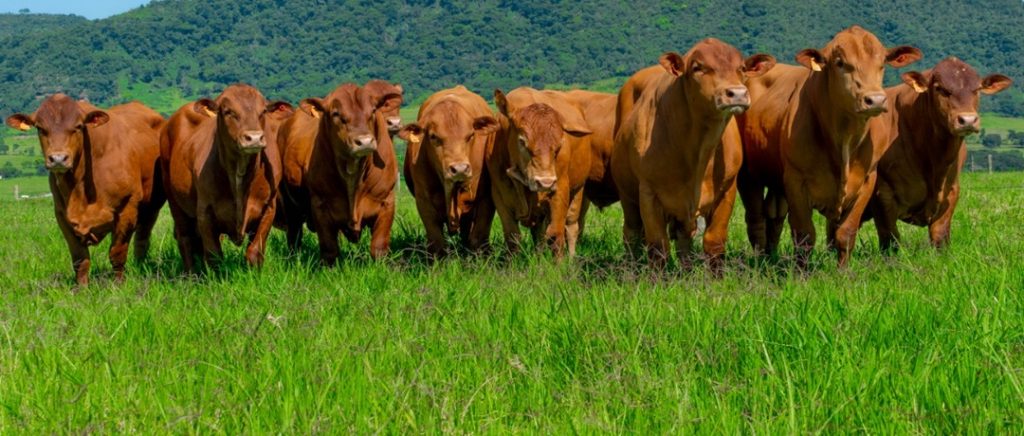 Gado Senepol: motivos do sucesso dessa raça | Blog Rodeo West